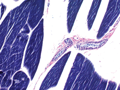 PTAH Stain Kit | Mercedes Scientific